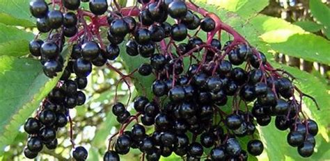 Acai Berry Extract Packaging Type HDPE Drums LDPE Bags At Rs Kilogram In Sonipat