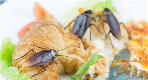 Fried Cockroach Recipe