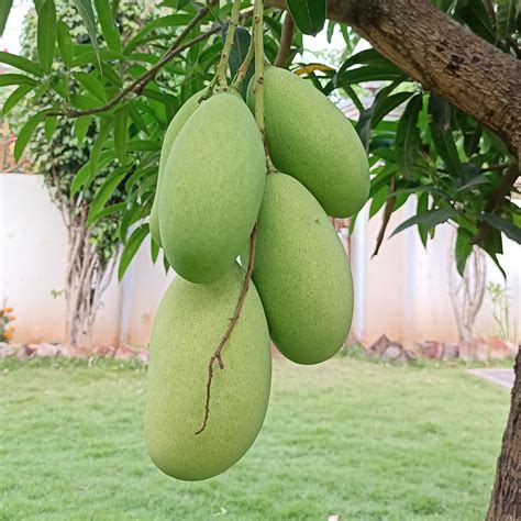 Mango Plant Images