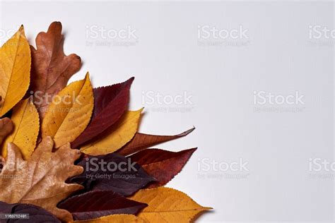 흰색 배경에 말린 노란색과 빨간색 잎으로 만든 가을 구성 가을 개념입니다 가을 추수 감사절 질감입니다 플랫 레이 상단 보기 복사