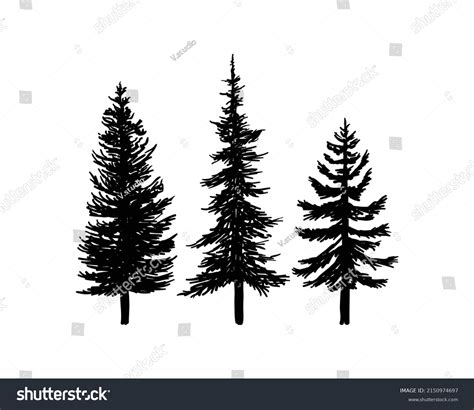 Old Pine Tree Silhouette Collection On Stock Vector Royalty Free