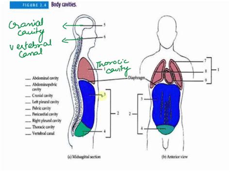 Lduanw Rt Labeling Activity The Anterior And Posterior Body Cavities