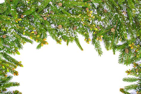 콘이있는 눈 덮인 전나무 가지로 만든 크리스마스 프레임 복사 공간 크리스마스에 대한 스톡 사진 및 기타 이미지 크리스마스 소나무 침엽수 0명 Istock