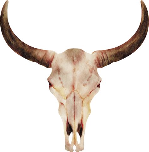 Bull Skull Profile