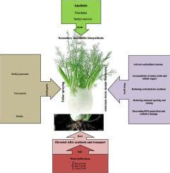 Foeniculum Vulgare Mill Scientia Horticulturae X Mol