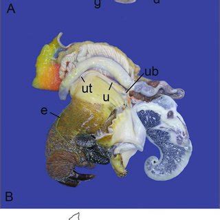 A External Anatomy Of A Conch Demonstrating The Ideal Position Of A Download Scientific