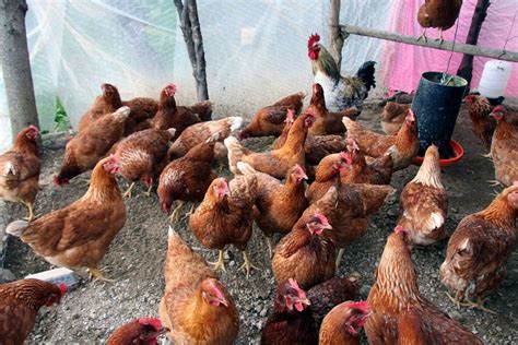 Promueve Bienestar ahorro familiar con producción avícola en el estado