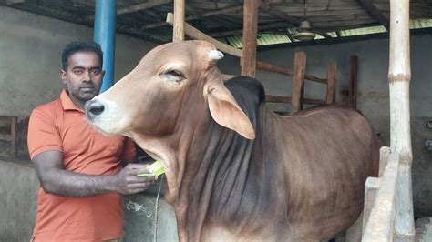 মাত্র ১ লক্ষ্য ৮ হাজার টাকায় দুটি গরু। ১০ মাসে ৩ লক্ষ ৬০ হাজার টাকা