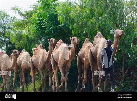 Ethiopian Camel Hi Res Stock Photography And Images Alamy