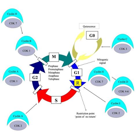 Cell Cycle Regulation By CDK Cyclin Complexes Download Scientific Diagram