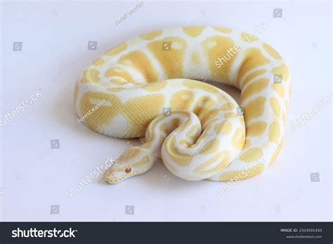 Pyhton Ai 34 Images Photos De Stock Objets 3d Et Images