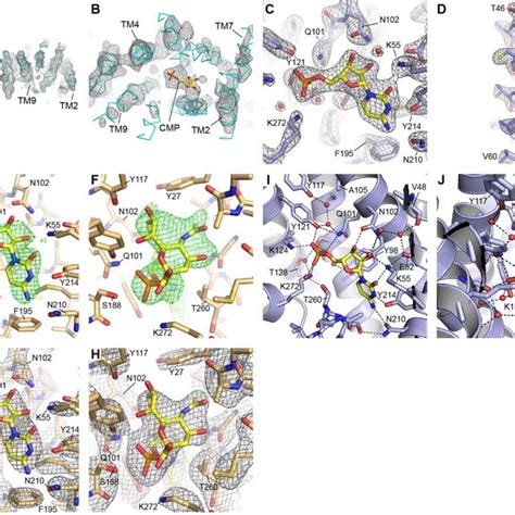 Figure Supplement 1 Electron Density Maps A A Density Modified