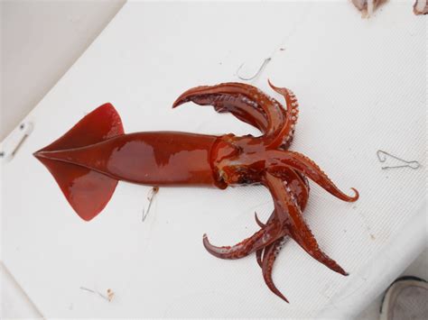 Pêche de le Calamar : informations, techniques, matériel