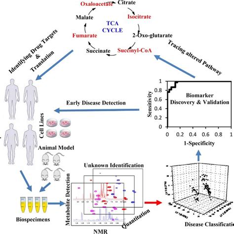 General Metabolomics Workflow Which Can Be Viewed As Four Distinct