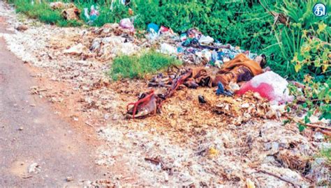 சாலையோரம் கொட்டப்படும் இறைச்சி கழிவுகளால் தொற்று நோய் பரவும் அபாயம் நடவடிக்கை எடுக்க மக்கள்