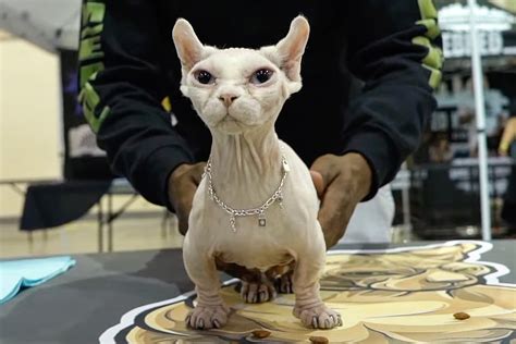 Fresh Warning Issued Over Hairless ‘bullycats Amid