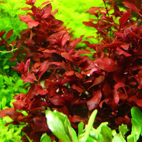 Людвигия супер ред (Ludwigia palustris super red) магазине ammania.ru ...