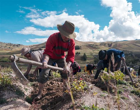 Cgiar Launches Initiatives To Benefit Millions In Peru International Potato Center