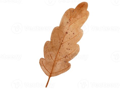 Leaf Watercolor Illustration 13166172 Png