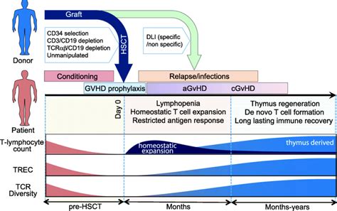 Overview Of The Hsct Procedure With Depicted Transplant Related