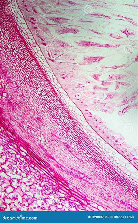 Photomicrograph Of The Stem Of Zea Mays Stock Image Image Of