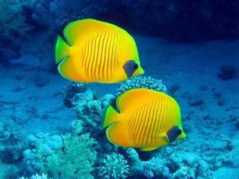 Características Gerais Dos Peixes Gerlane Ribeiro De Sousa Quizur