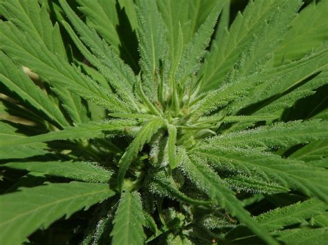 Carencias Marihuana 【sadhugrowshop ® 2022
