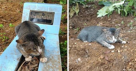 Heartbroken Cat Has Spent 1 Year By Her Dead Owners Grave