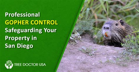 Gopher Control Safeguarding Your Property In San Diego