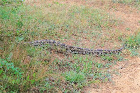 Python Molurus Stock Image Image Of Savanna Tropics 113457769