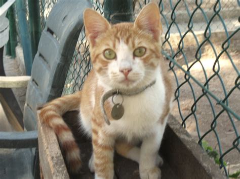 Malcolm Cat Protection Society Help Us Make A Difference For The Cats
