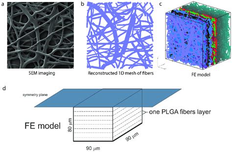 Configuration Of The Finite Element Fe Model Of Plga Implant A Sem Download Scientific