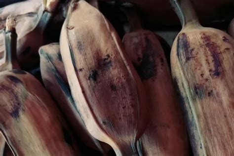 Ini Dia Manfaat Pisang Kepok Rebus Untuk Kesehatan Radar Malioboro
