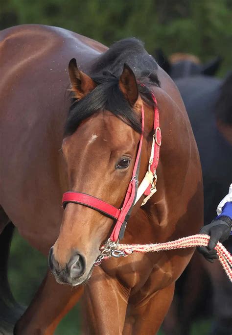 【皐月賞】（5）ミスタージーティー 陣営好感触「奇数枠問題ない」 スポニチ競馬web