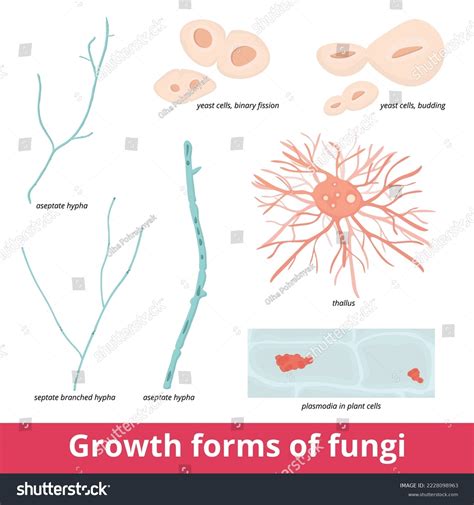 Growth Forms Fungi Various Formations Include Stock Vector Royalty
