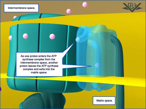 Vcac Cellular Processes Atp Synthase Advanced Look Pumping