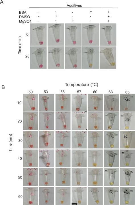 Optimization Of Lamp Assay The Lamp Assay Was Performed Using 225 Nt