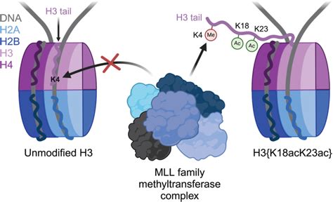 Histone H3k18 And H3k23 Acetylation Directs Establishment Of Mll Mediated
