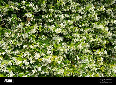 Beautiful White Flowers Of Star Jasmine Trachelospermum Jasminoides