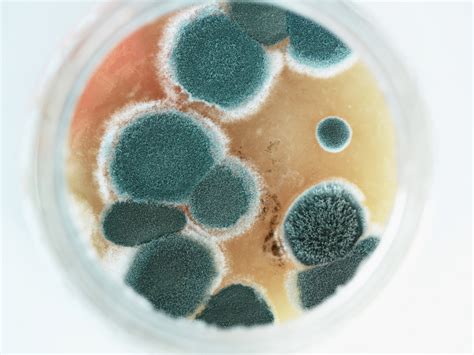 The LifeCycle Of Mold Essential Insights Every Homeowner Must Know 24 7 Rapid Response