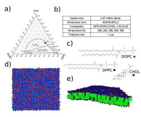 A Ternary Phase Diagram Of Dopc Dppc Chol Membranes 39 With Download Scientific Diagram