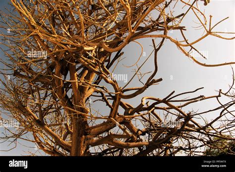 A View Of Branches Of A Tree Without Leaves Stock Photo Alamy