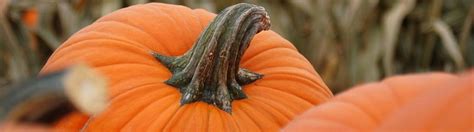 Uhorky Tekvice Melóny