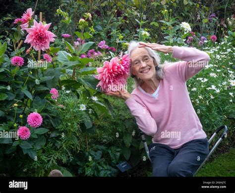 Happy Older Woman Smiling Among The Pink Dahlias At Chenies Manor