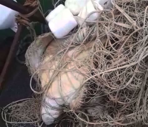 Tartarugas marinhas presas em rede de pesca são resgatadas em ilha na BA uma morreu Bahia G