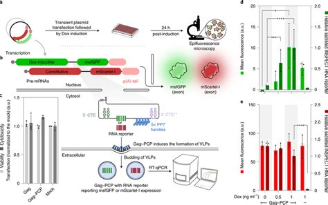 Inspect Reporter Enables Modular Readout Of Coding Genes Using Rna