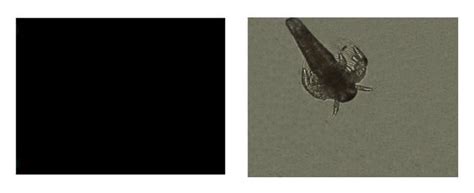 Binding Of Fitc Labeled Lectins To Artemia Nauplii Detected By