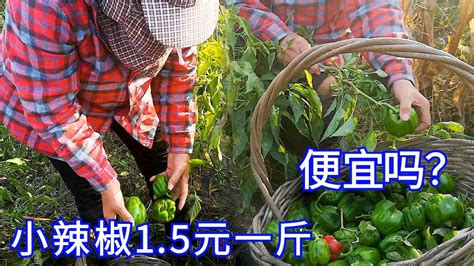 【胖嫂show】网友说胖嫂卖菜便宜，小辣椒一斤1块5，便宜吗？胖哥：就值这个价 Youtube