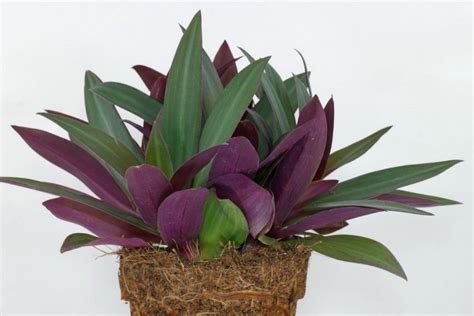 Легендарное рео — традесканция покрывальчатая | Purple plants, Moses in ...