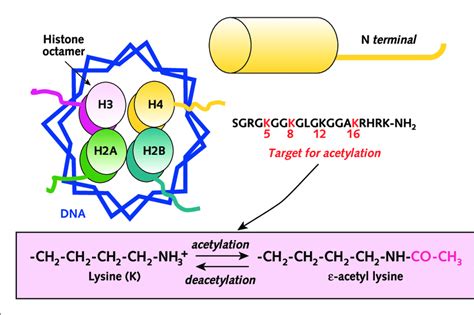 Structure Of Chromatin Download Scientific Diagram